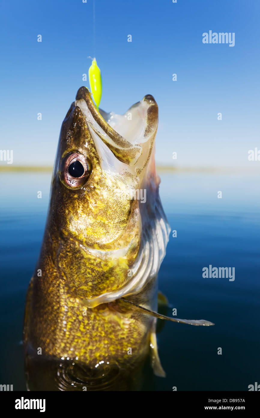 Walleye fish Banque de photographies et d’images à haute résolution - Alamy