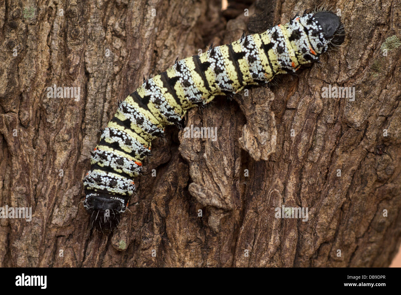 Mopane tree Banque de photographies et d’images à haute résolution - Alamy
