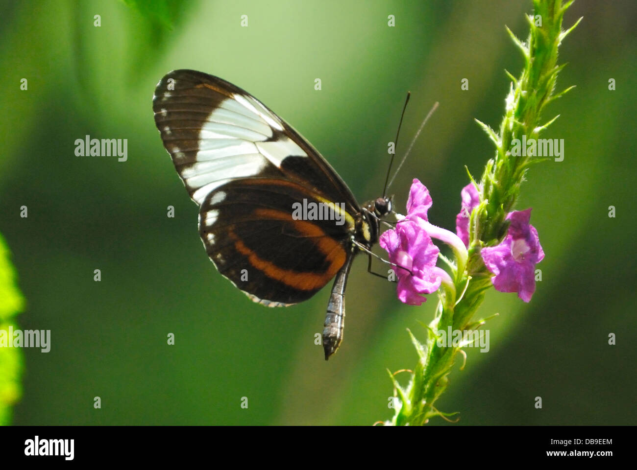 Papillons du costa rica Banque de photographies et d’images à haute ...