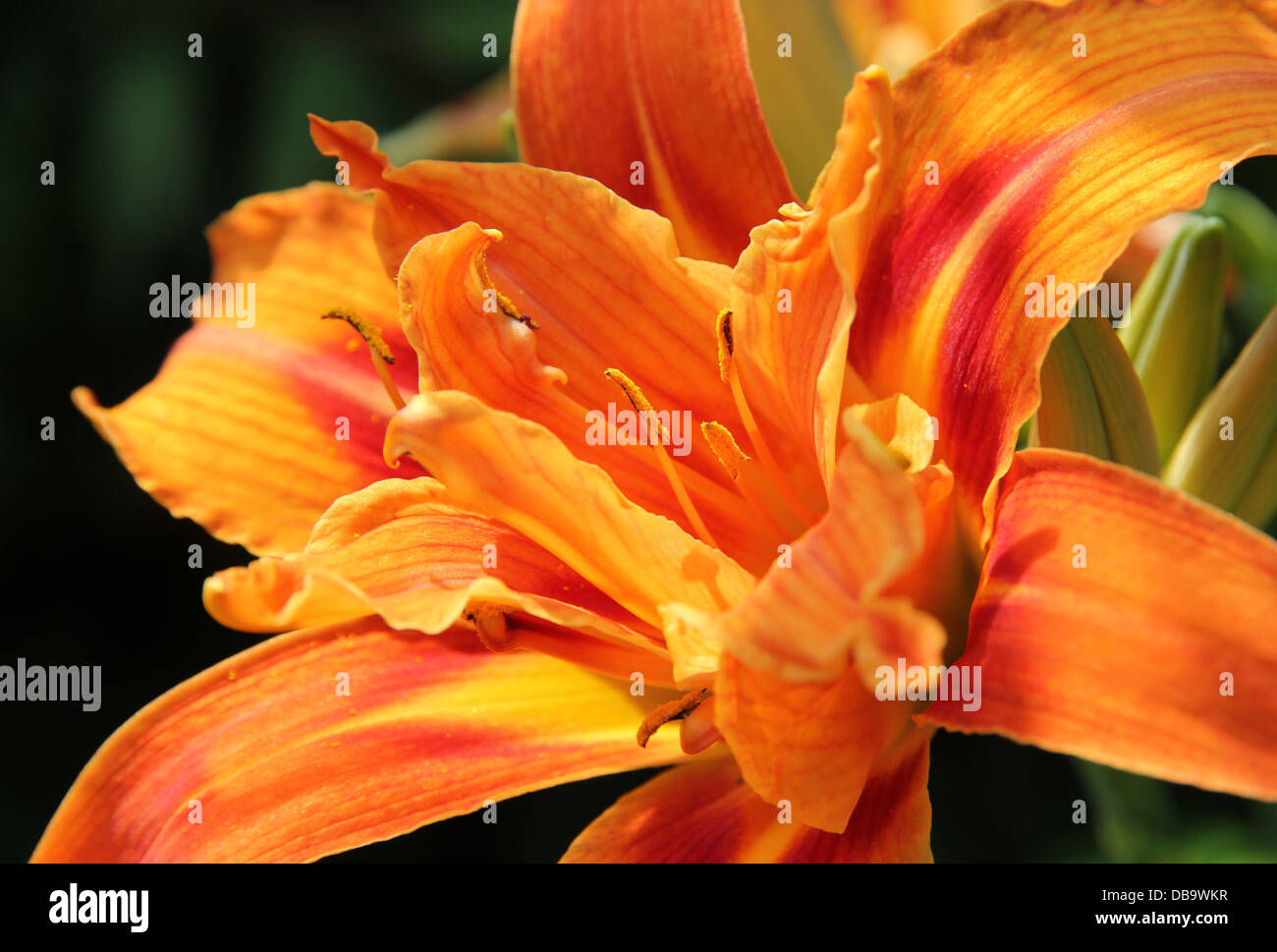 Lis orange Banque de photographies et d’images à haute résolution - Alamy