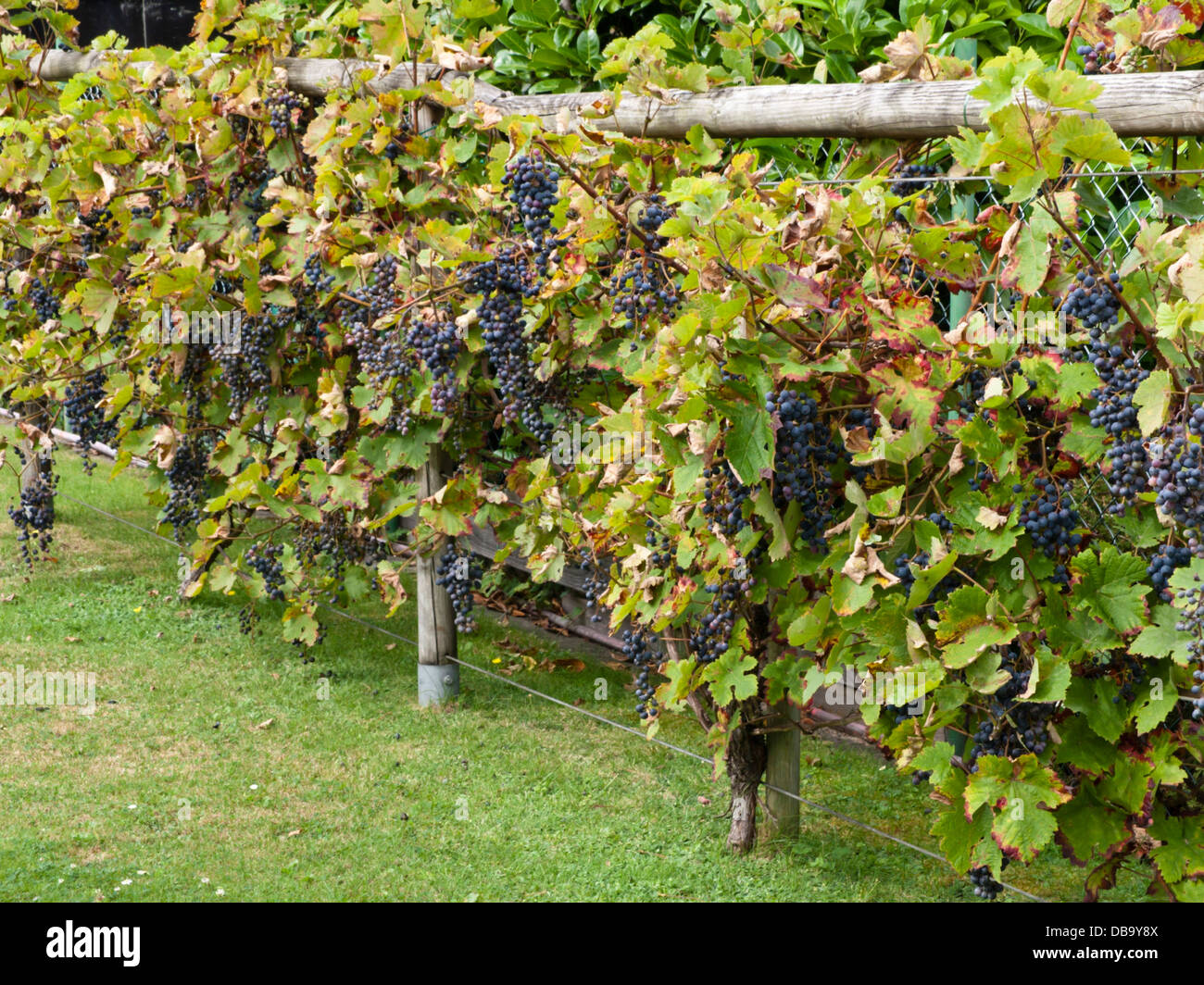 Grape vine vine vitis vinifera blue Banque de photographies et d’images ...