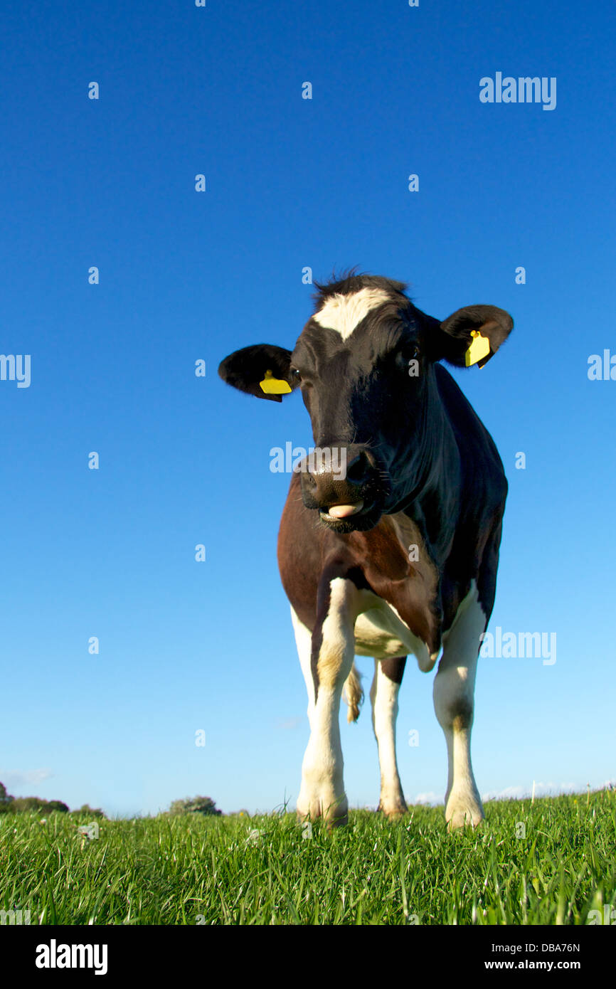 Vache avec la langue Banque de photographies et d’images à haute ...