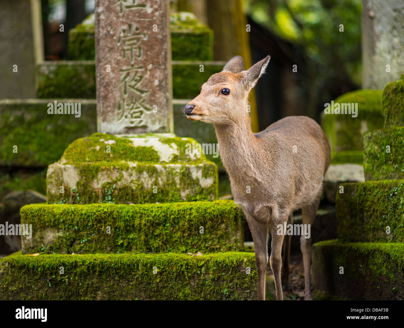 Nara japan Banque de photographies et d’images à haute résolution - Alamy