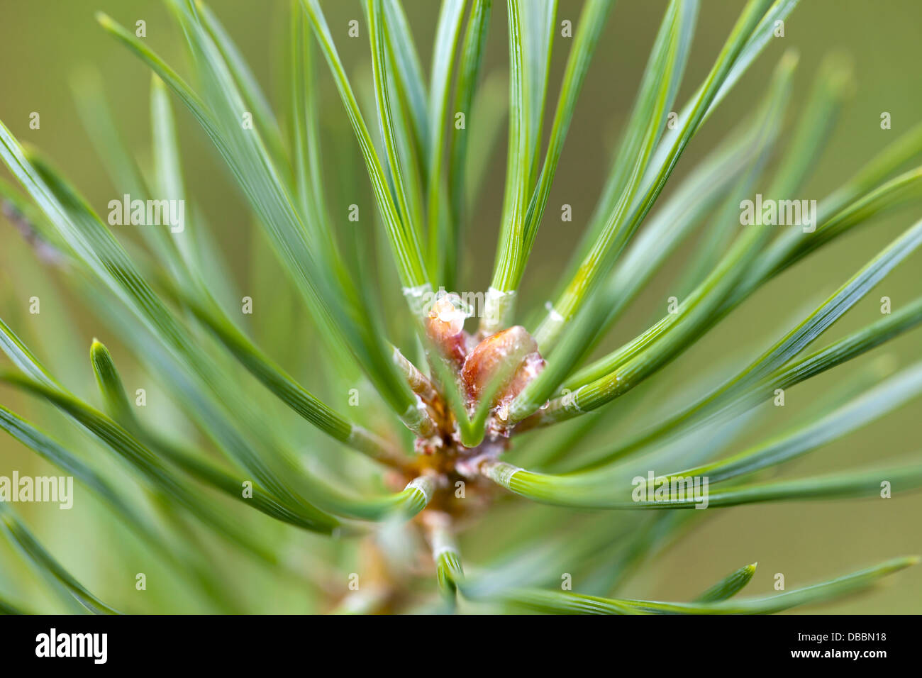 Terminal clusters Banque de photographies et d’images à haute ...