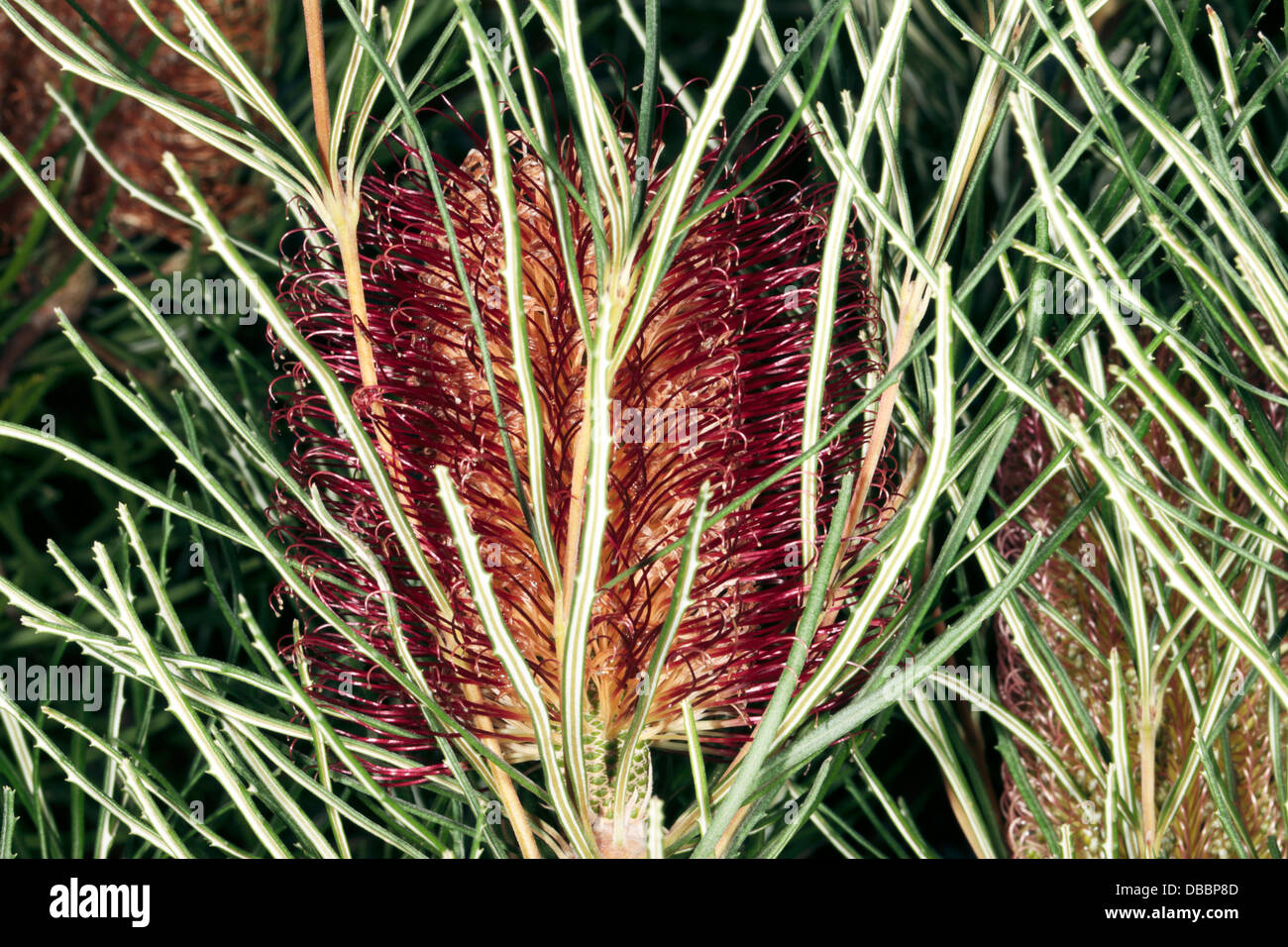 Banksia occidentalis Banque de photographies et d’images à haute ...