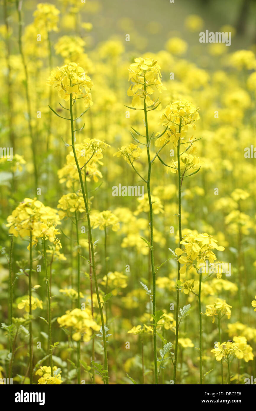 Plants de moutarde blanche Banque de photographies et d’images à haute ...