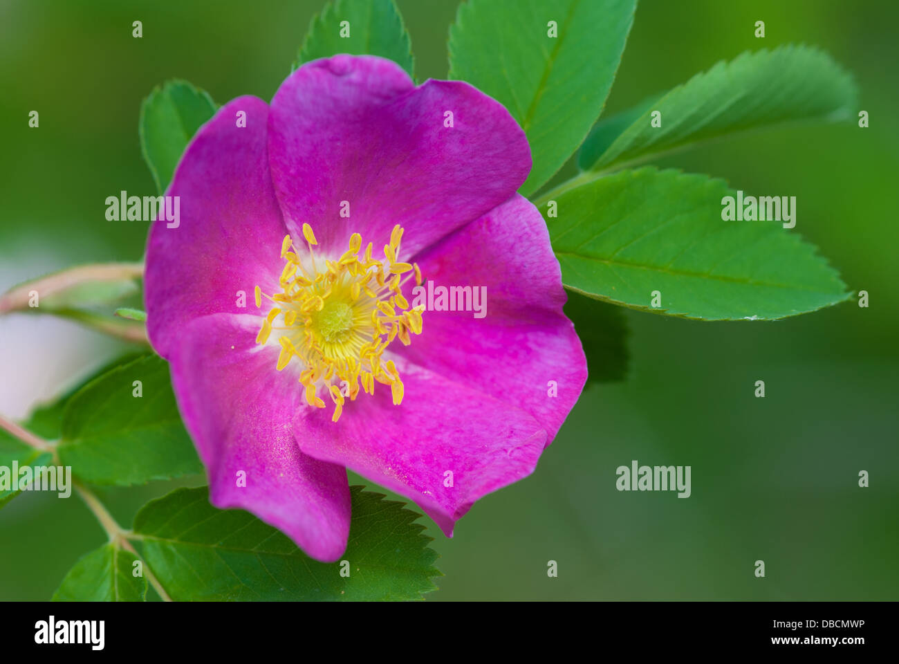 Alberta Wild Rose Flower Pink Banque d'image et photos - Alamy
