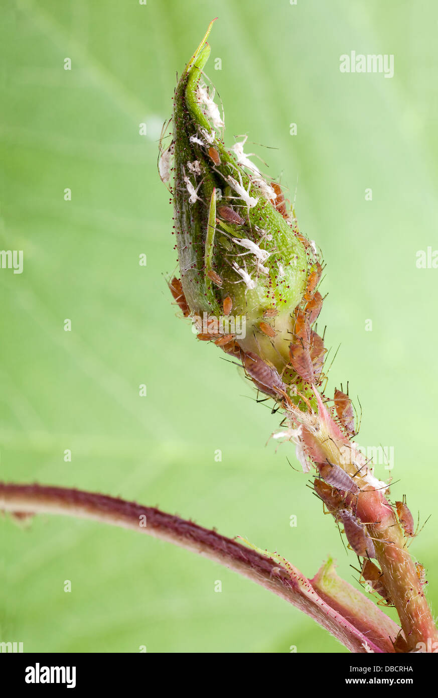 Pou des plantes ou des insectes poux colonie de pucerons de manger un ...