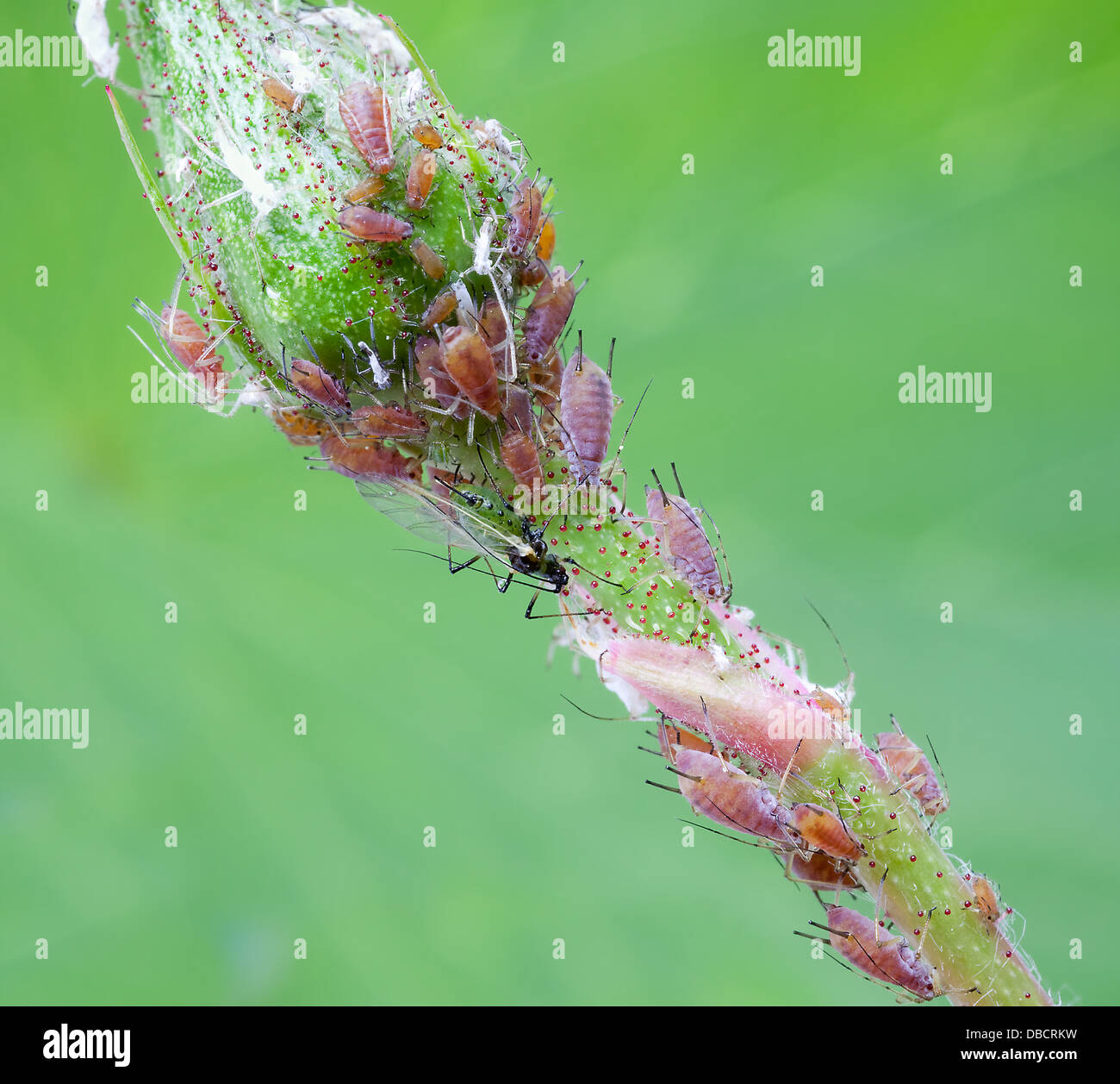 Pou des plantes ou des insectes poux colonie de pucerons de manger un ...