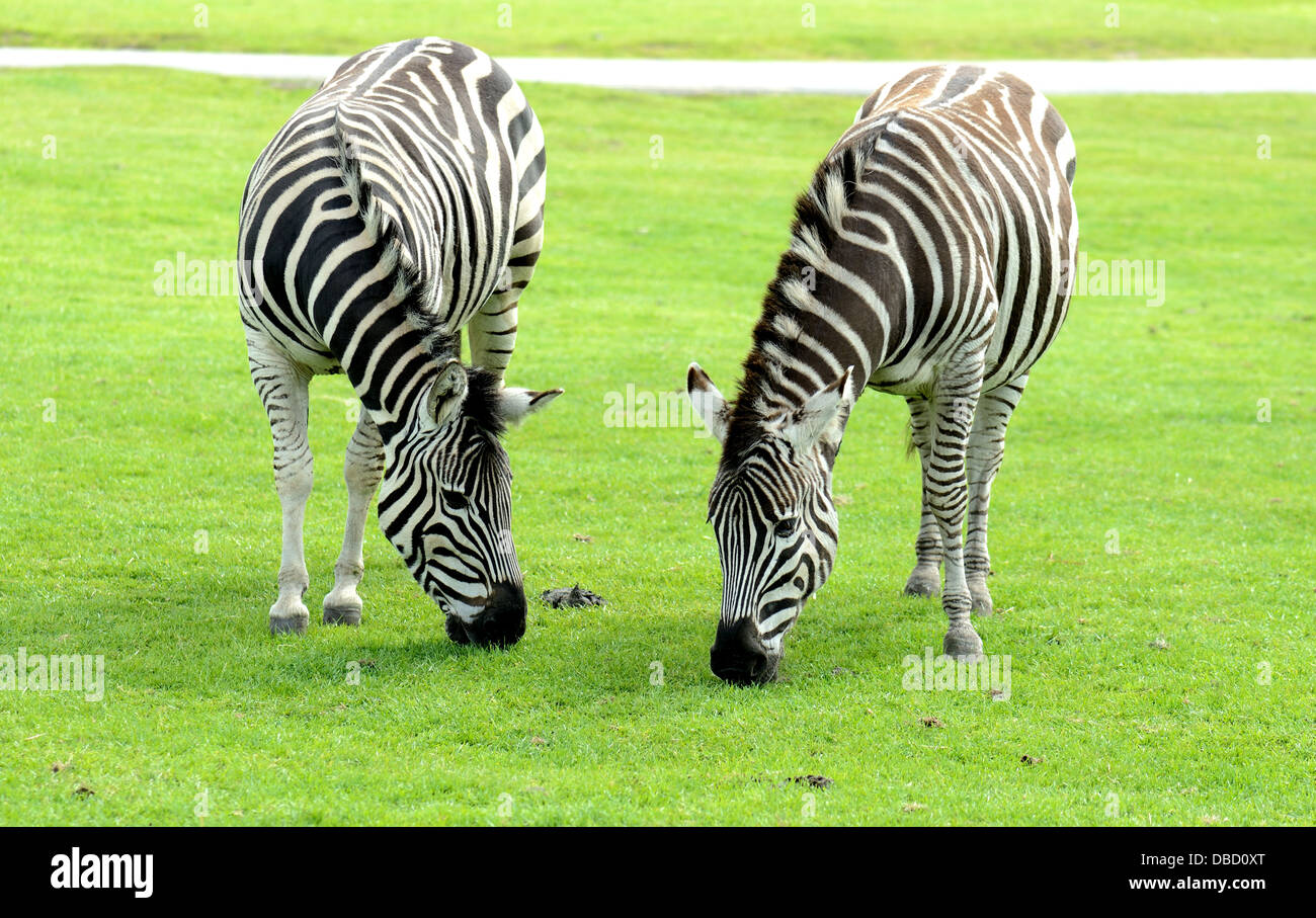 Zebra hair Banque de photographies et d’images à haute résolution - Alamy