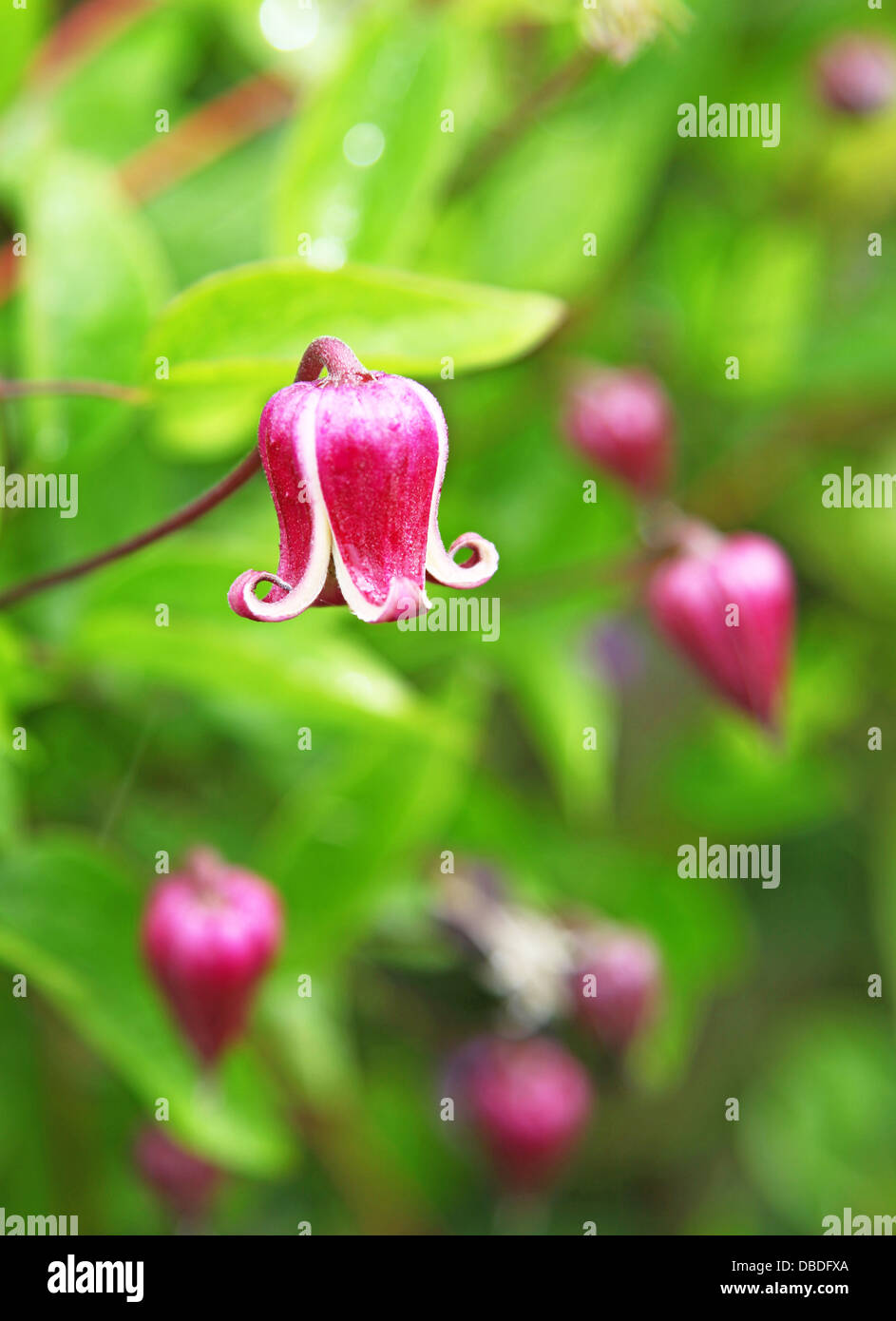 Fleurs en forme de clochette blanche Banque de photographies et d ...