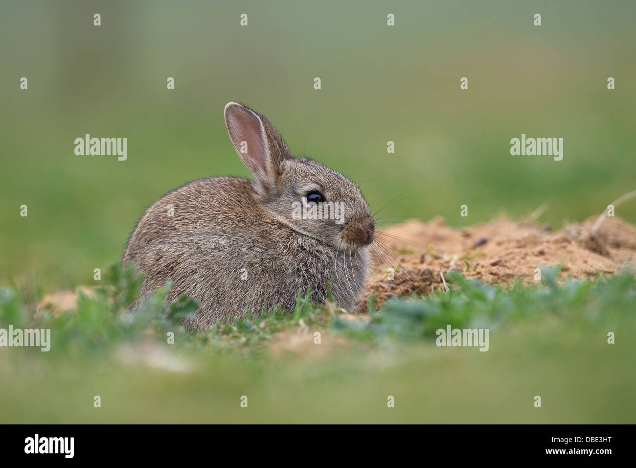 Bébés lapins Banque de photographies et d’images à haute résolution - Alamy