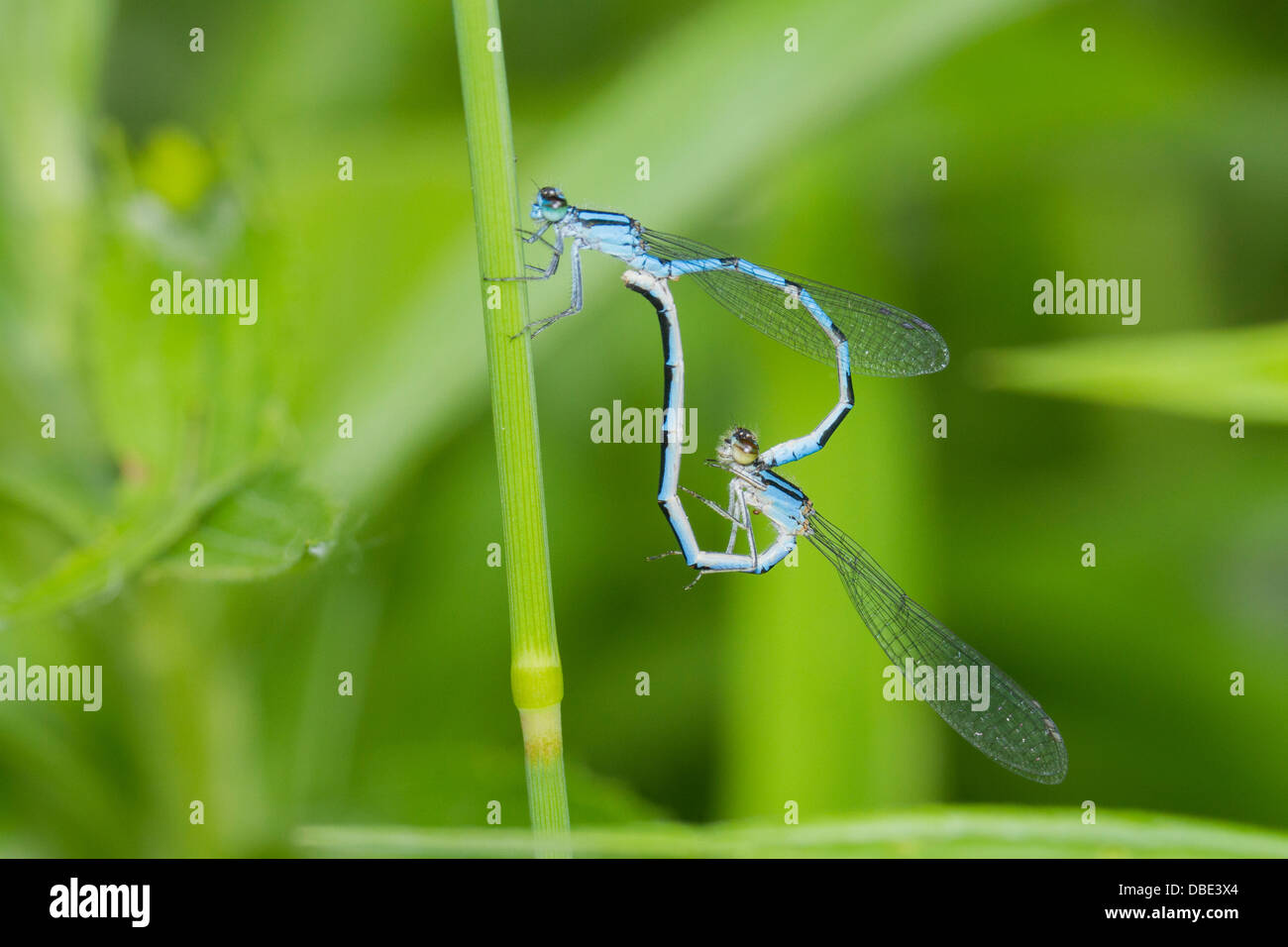 Accouplement de libellule Banque de photographies et d’images à haute ...