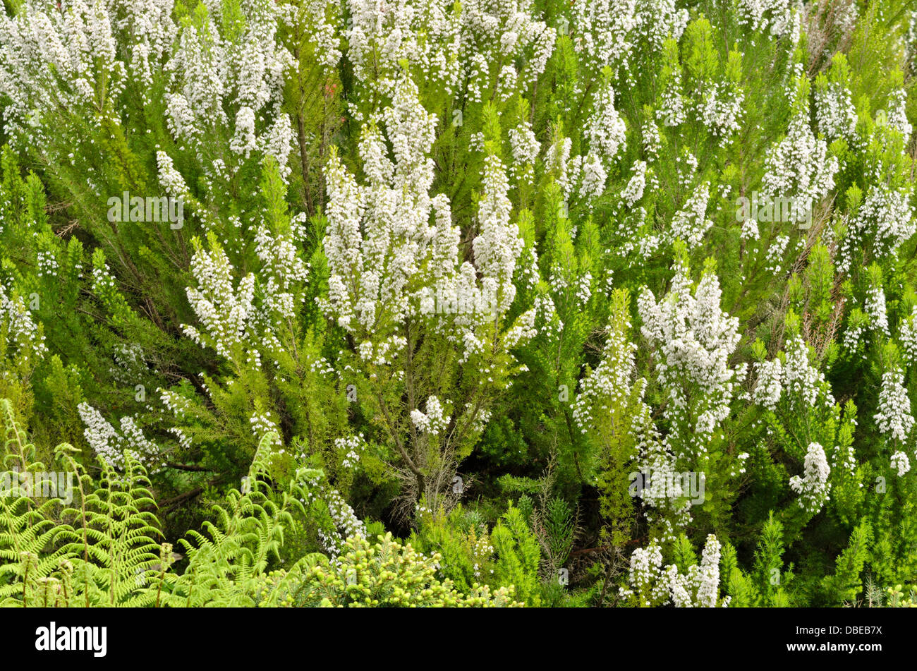 Erica arborea plants Banque de photographies et d’images à haute ...