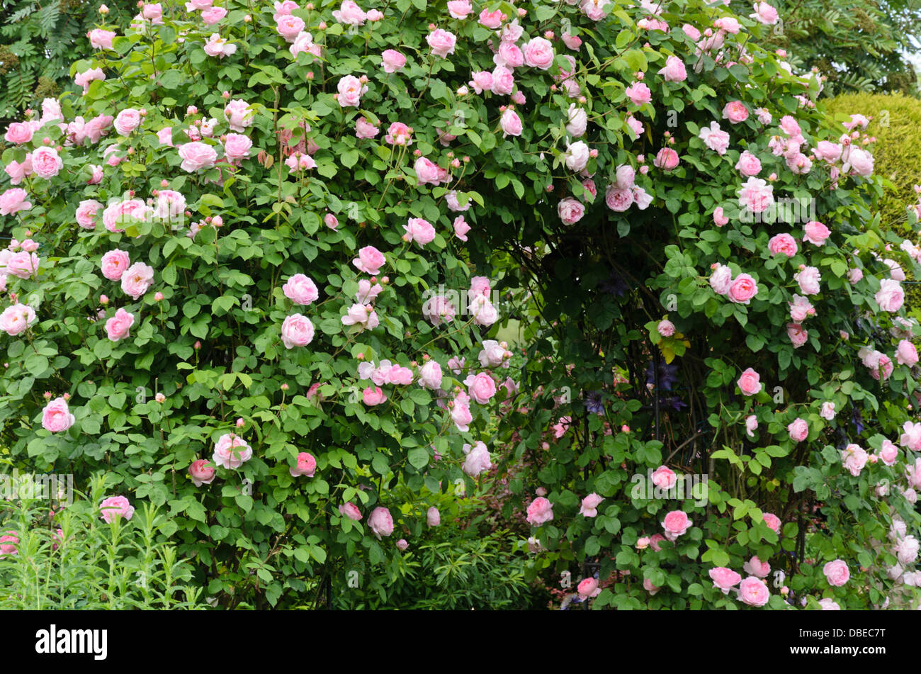 Ma constance Banque de photographies et d’images à haute résolution - Alamy