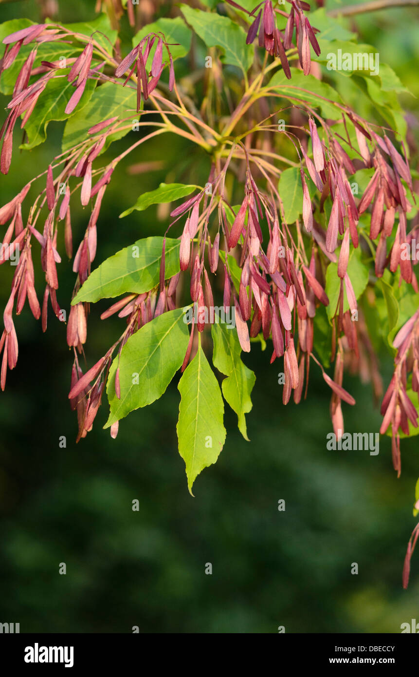 Manna ash (fraxinus ornus) Banque de photographies et d’images à haute ...