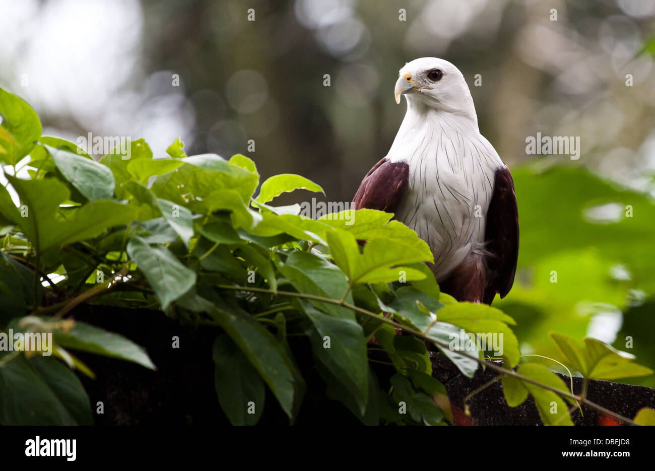 Java eagle Banque de photographies et d’images à haute résolution - Alamy