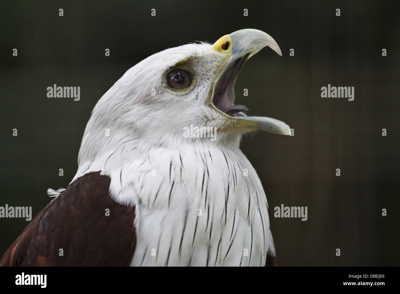 Java eagle Banque de photographies et d’images à haute résolution - Alamy