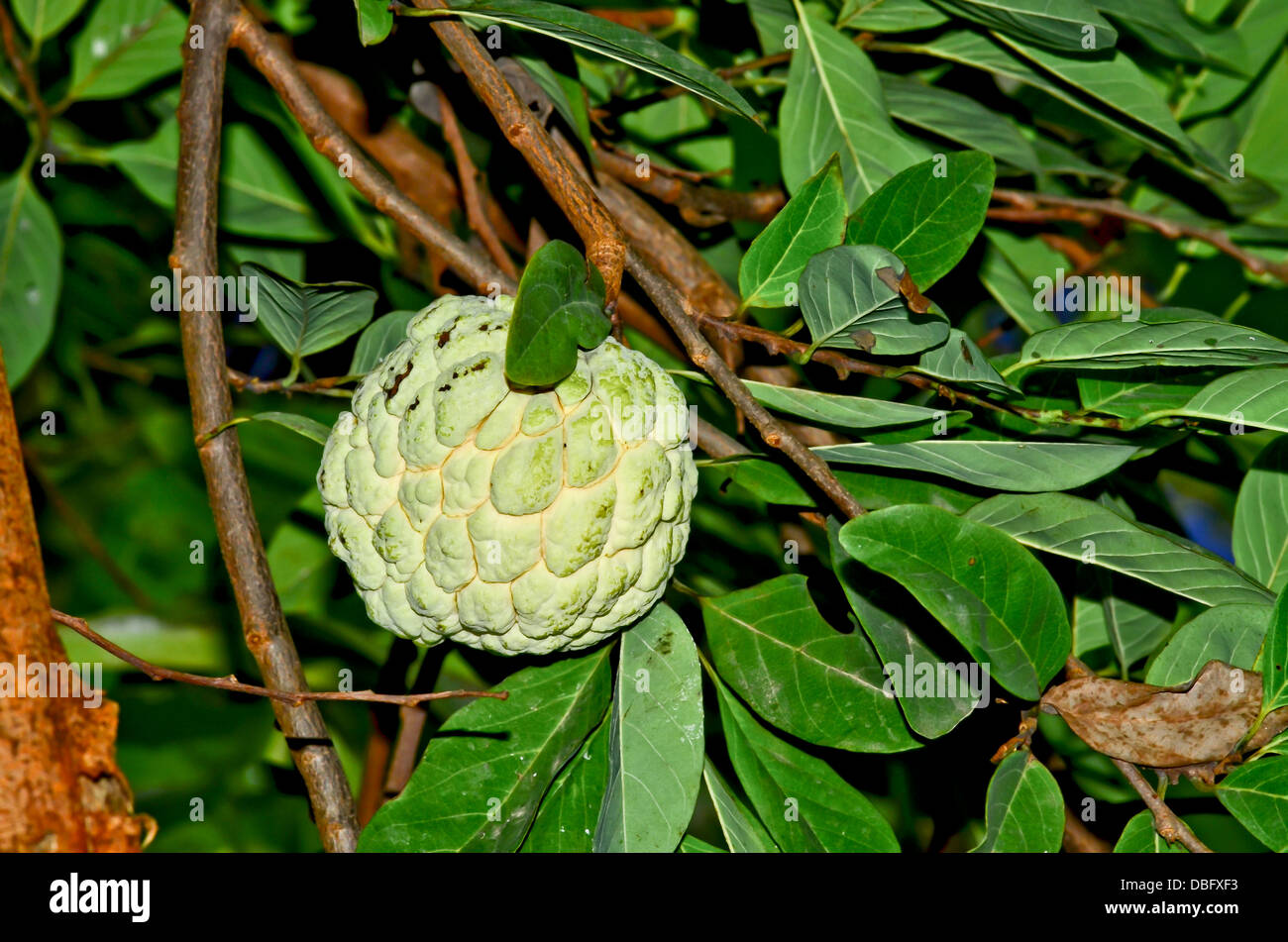 Fruit sur arbre Banque de photographies et d’images à haute résolution ...