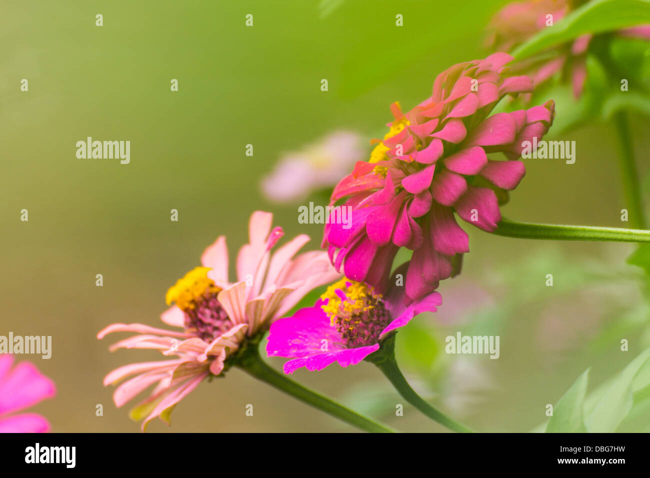 Fleur de paille rose Banque de photographies et d’images à haute ...