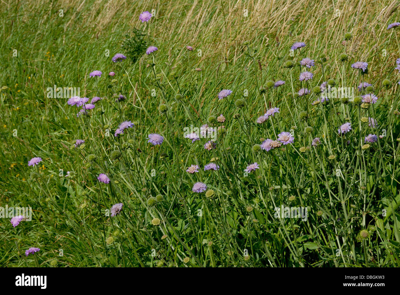 Vivace des prairies Banque de photographies et d’images à haute ...