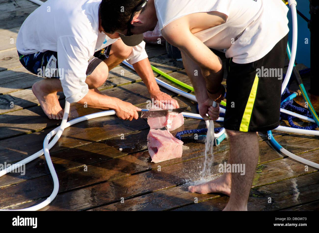 Martha's Vineyard, Massachusetts. La pêche au requin, du requin-taupe ...