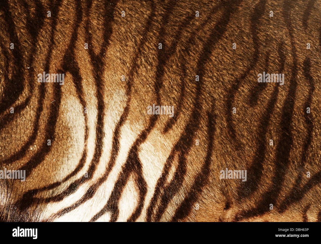 Tiger texture Banque de photographies et d’images à haute résolution ...
