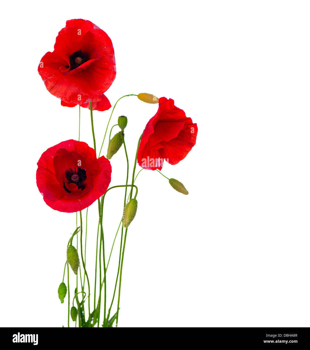 Coquelicot rouge sur fond blanc Banque de photographies et d’images à ...