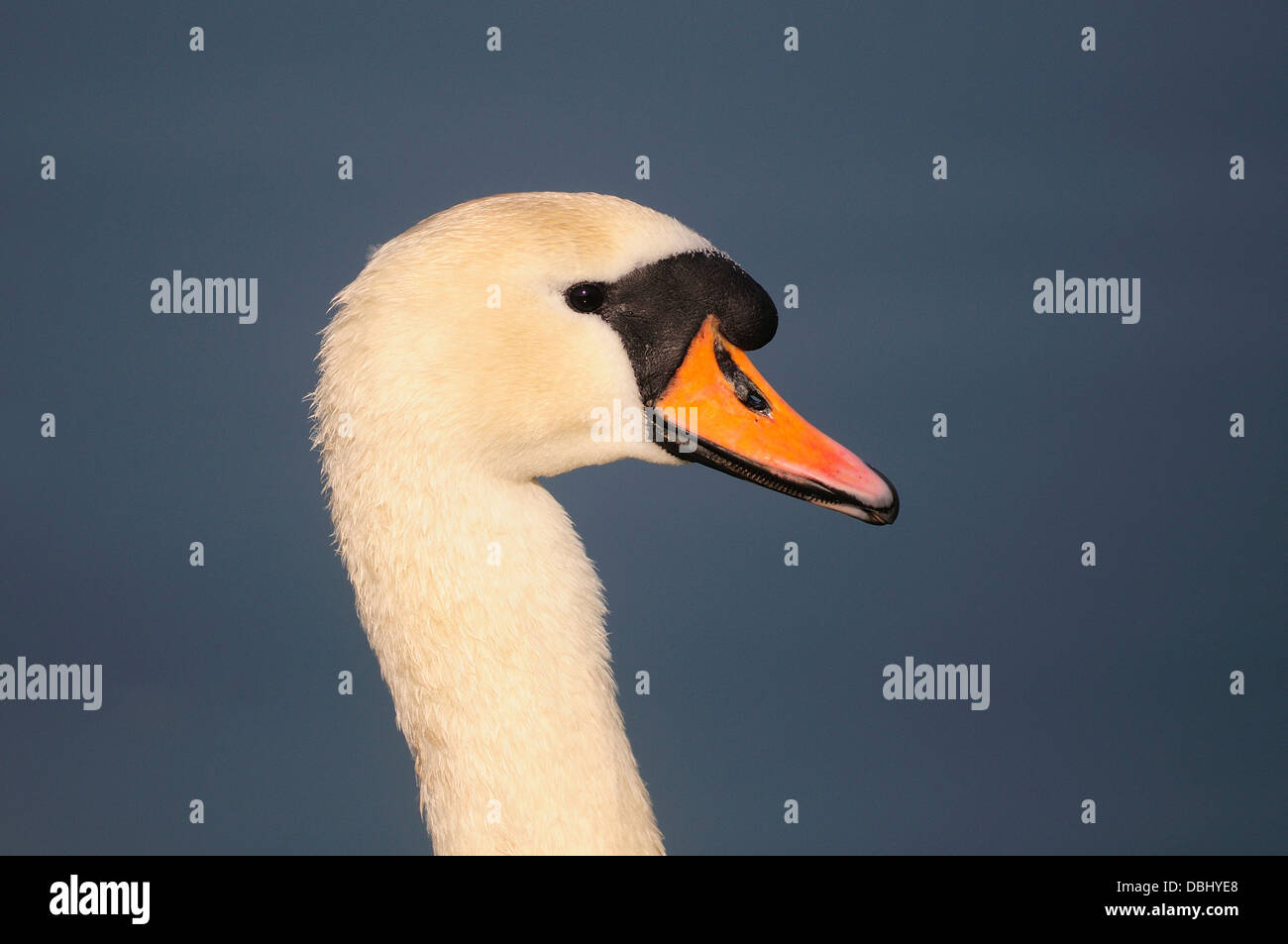 Avec cygne muet Banque de photographies et d’images à haute résolution - Alamy