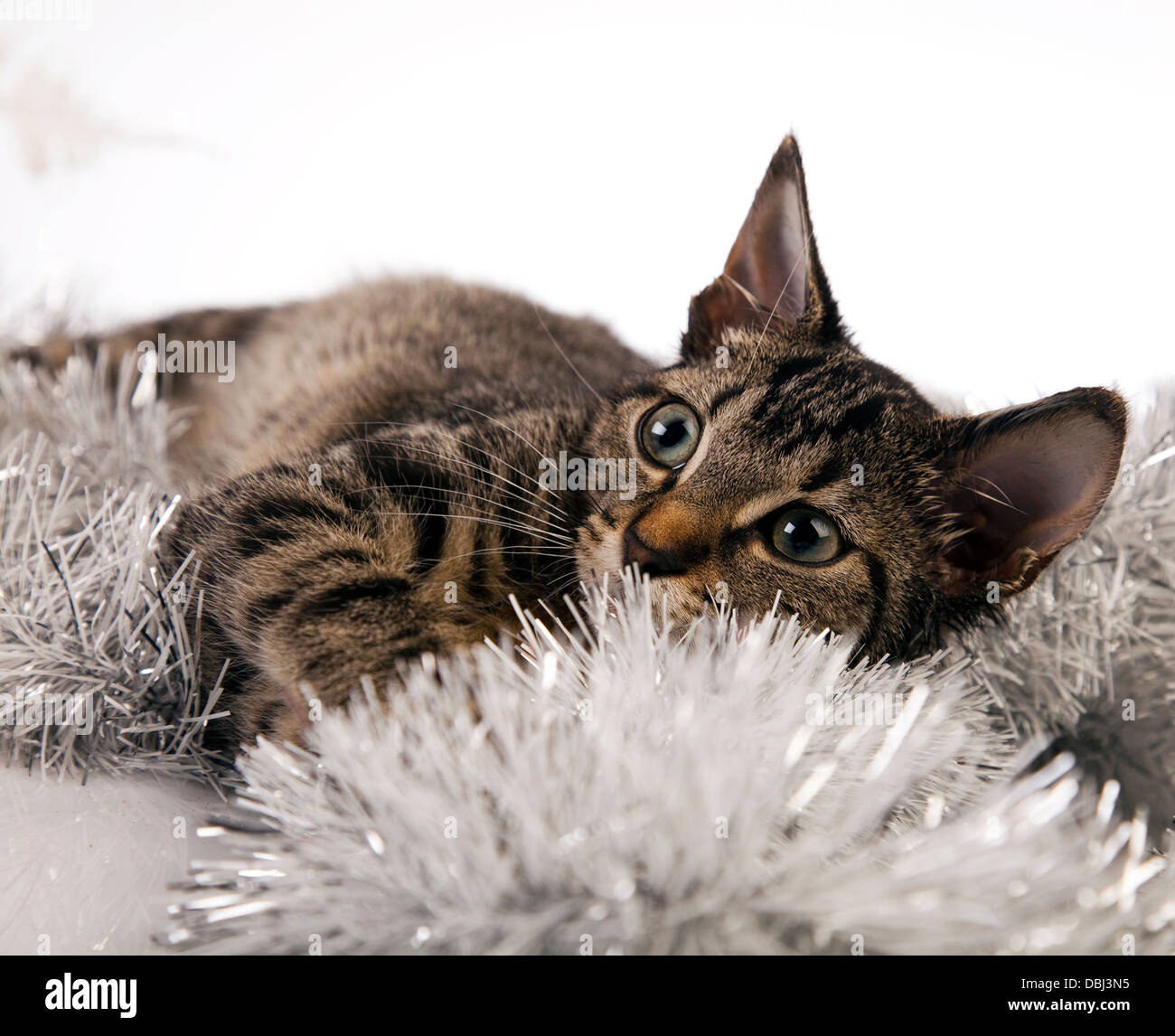 Noel de chat Banque de photographies et d’images à haute résolution - Alamy