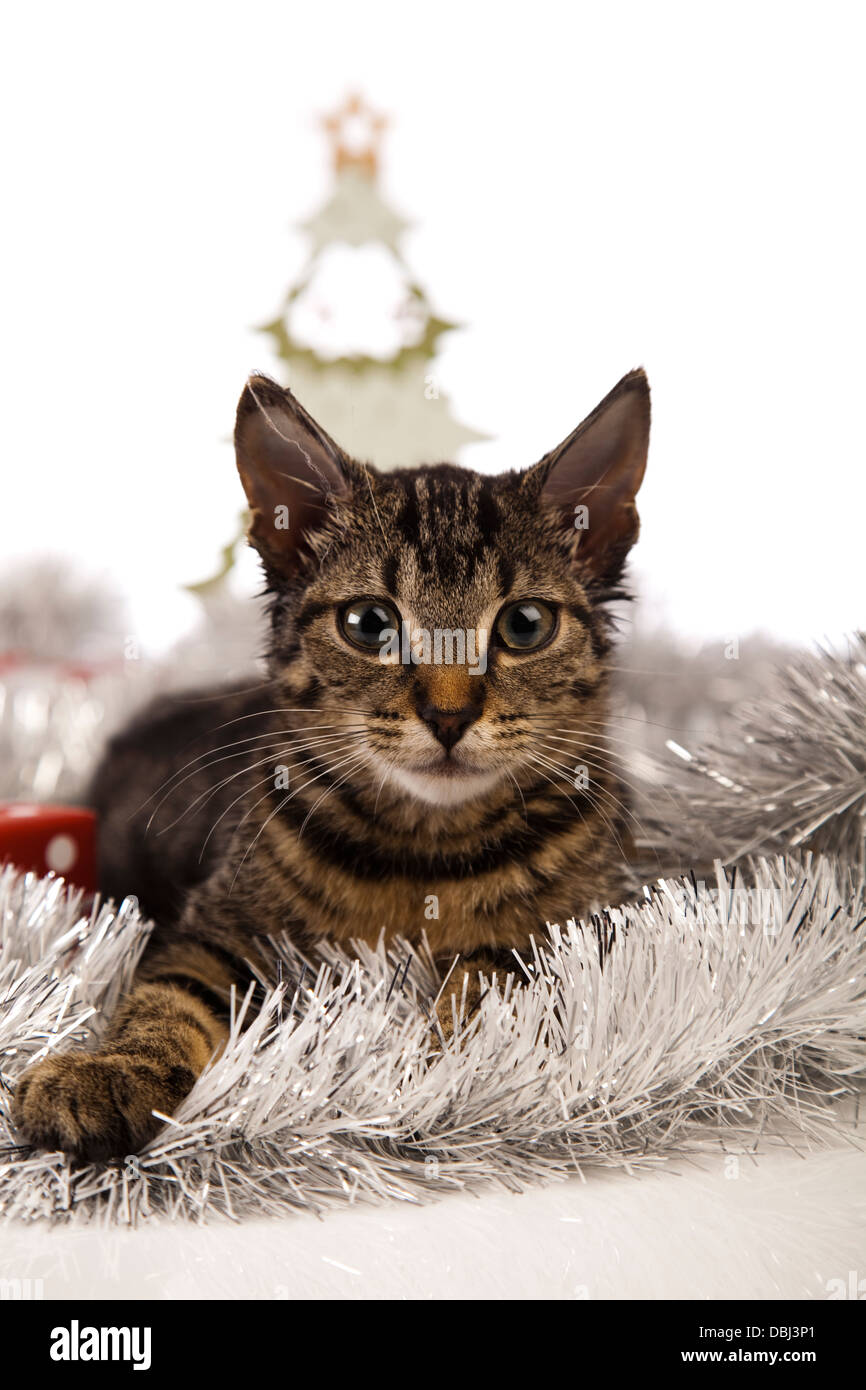Chat avec boule de noel Banque de photographies et d’images à haute ...