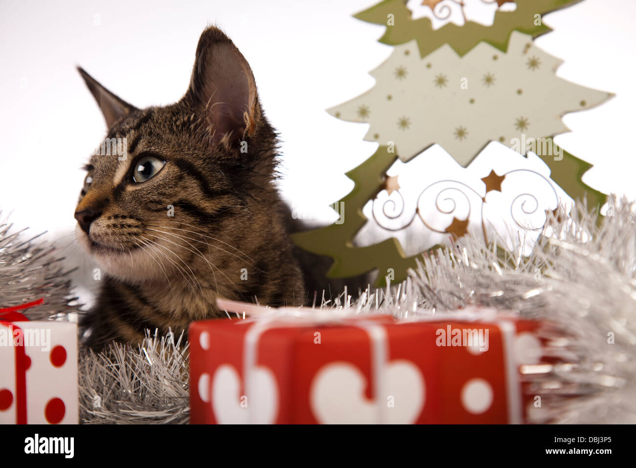 Chat avec boule de noel Banque de photographies et d’images à haute ...