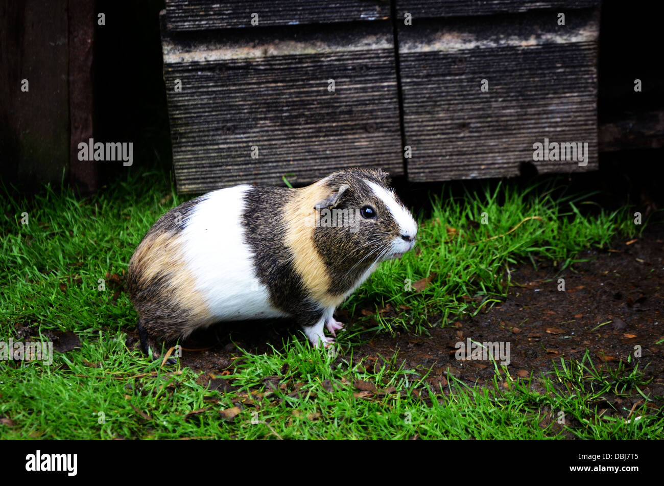 Animal faune Banque de photographies et d’images à haute résolution - Alamy