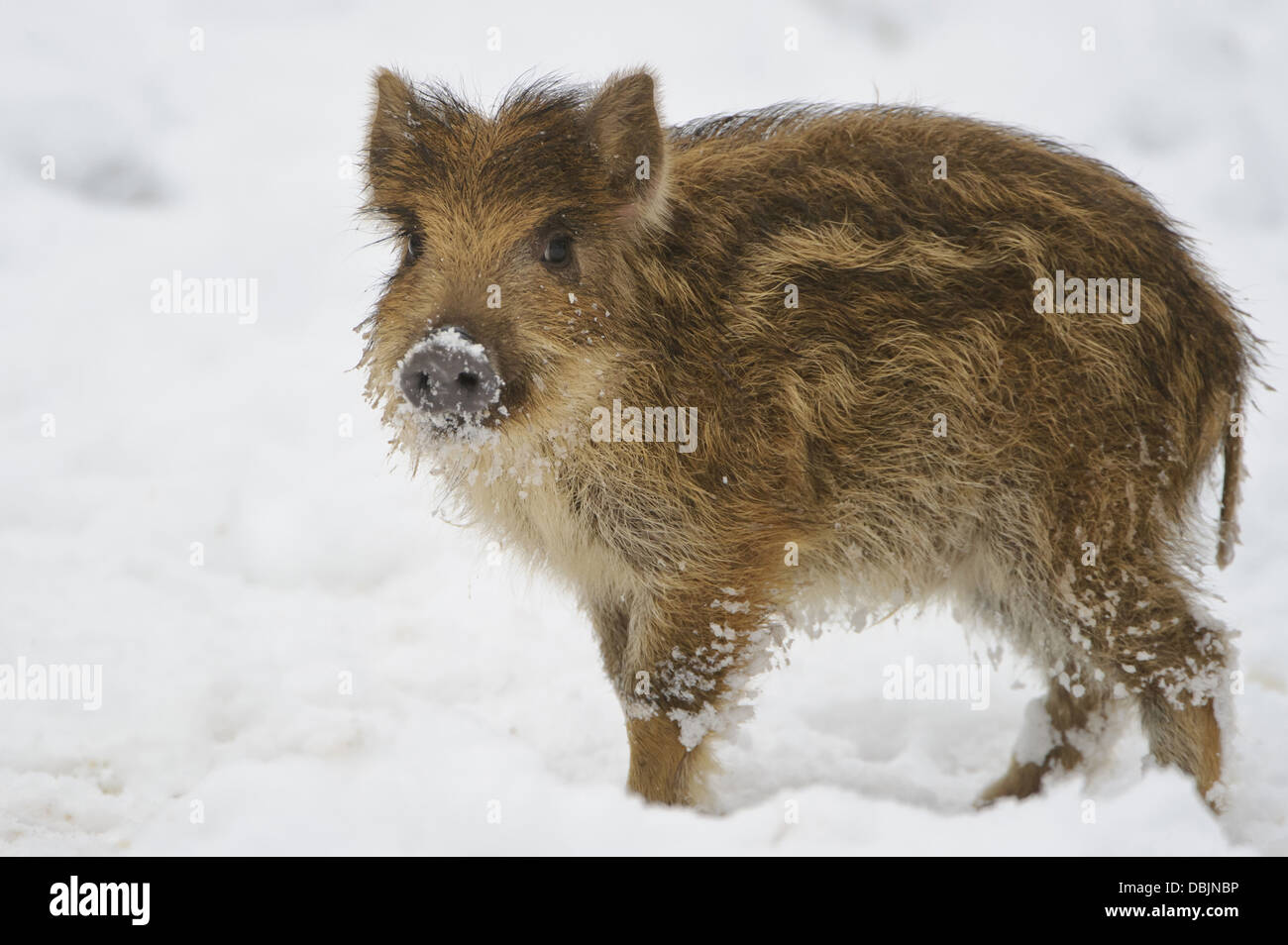 Young wild boar Banque de photographies et d’images à haute résolution ...