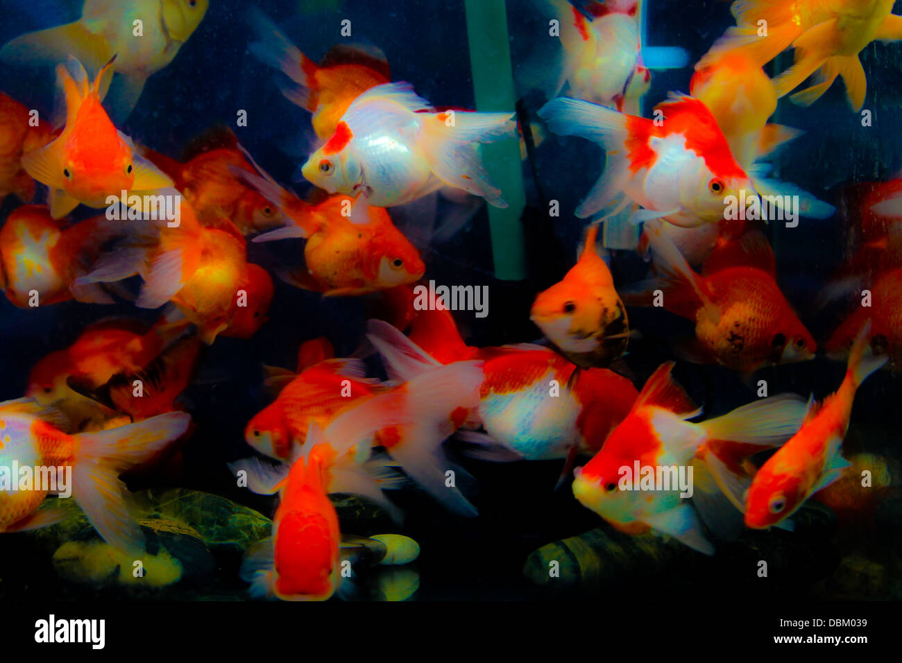 Aquarium station Banque de photographies et d’images à haute résolution ...