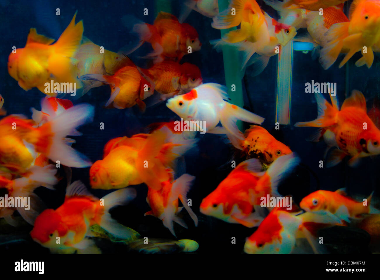 Poisson citerne Banque de photographies et d’images à haute résolution ...