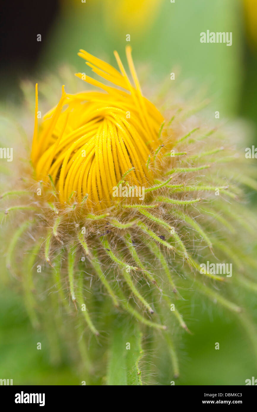 Inula hookeri Banque de photographies et d’images à haute résolution ...
