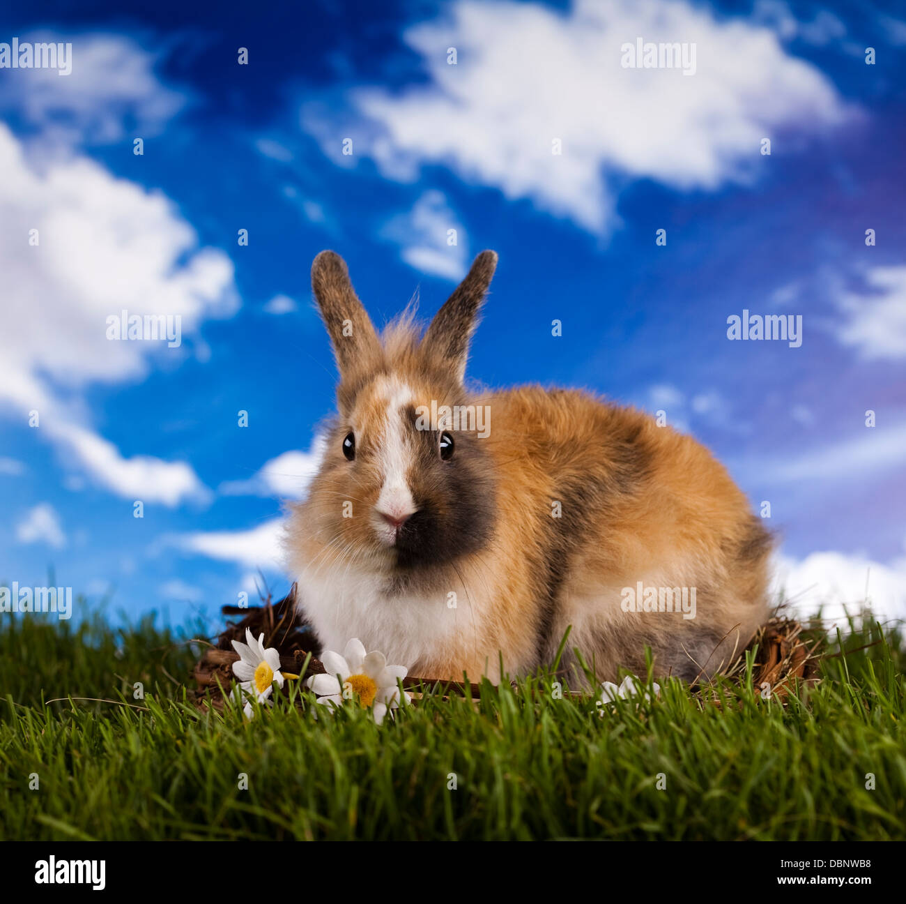 Bébé lapin Banque de photographies et d’images à haute résolution - Alamy