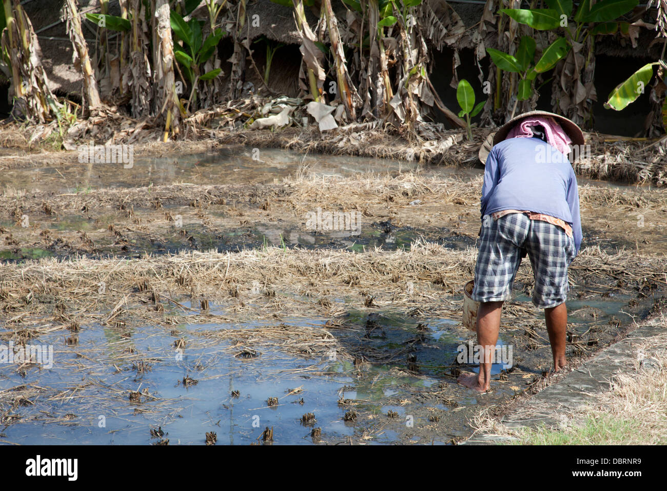 Planting rice Banque de photographies et d’images à haute résolution ...