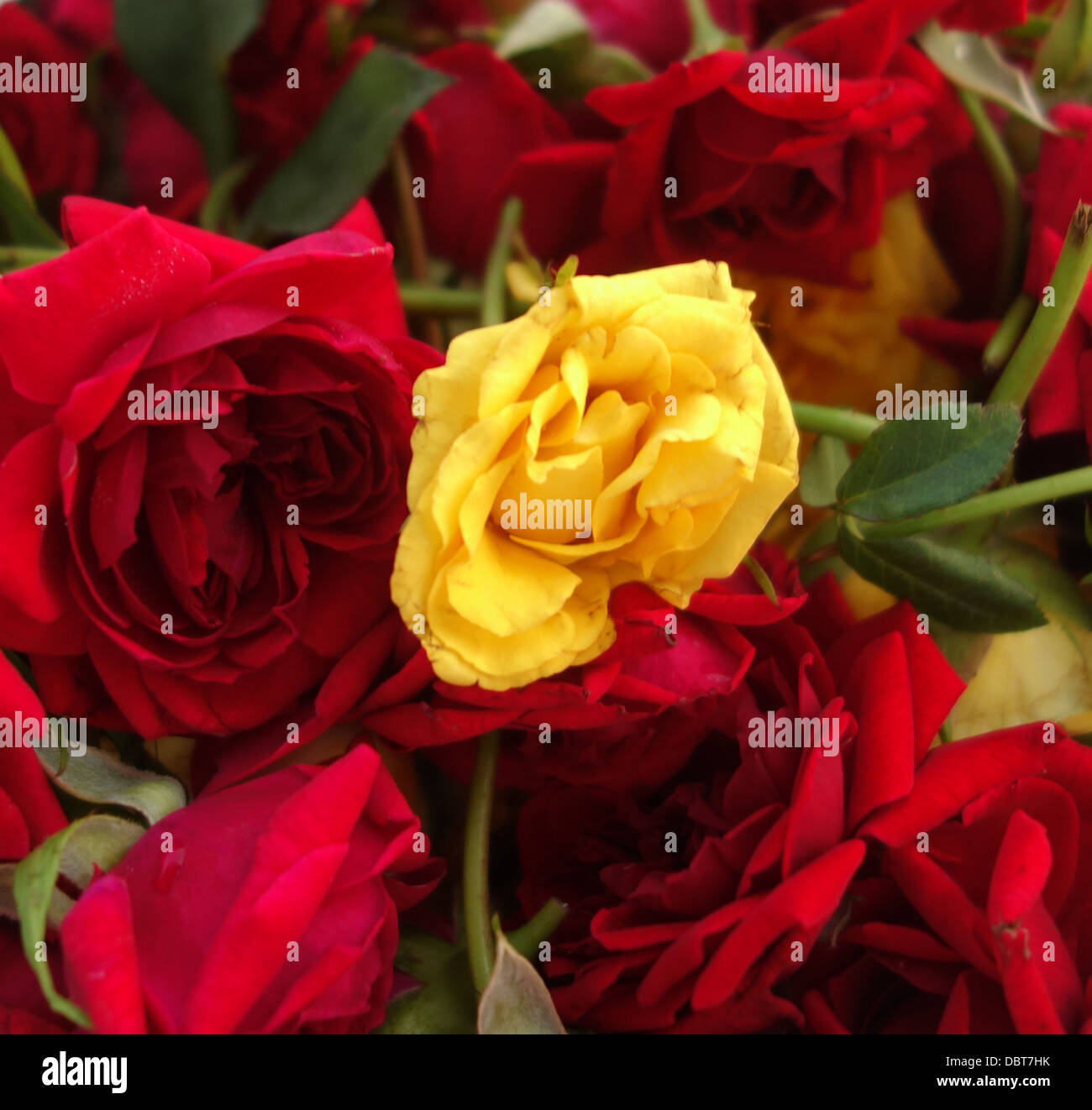 Rose rouge et jaune Banque de photographies et d’images à haute ...