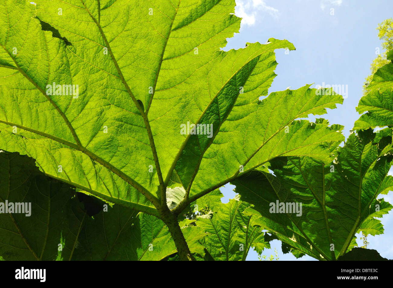Gunnera leaves Banque de photographies et d’images à haute résolution ...