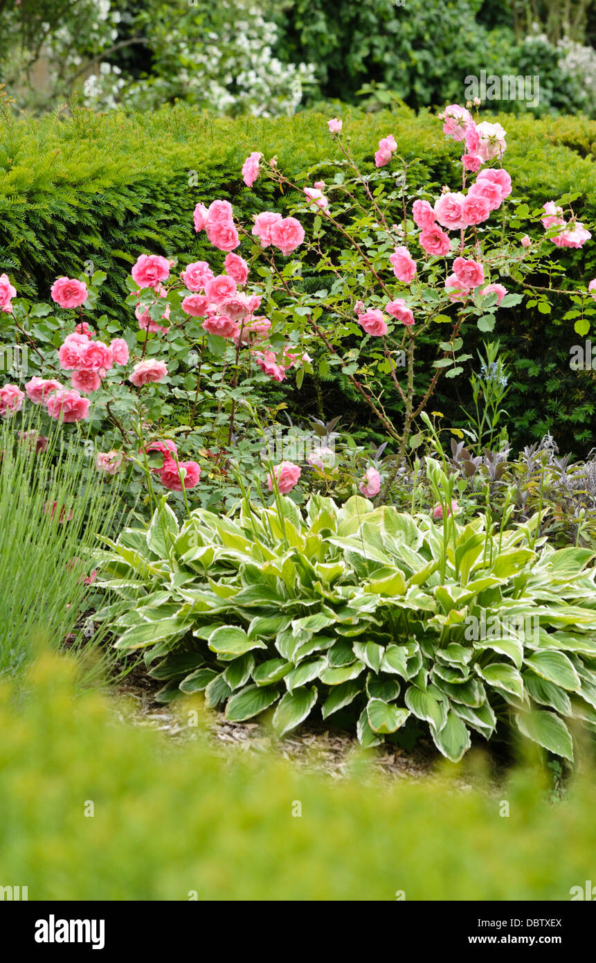 Plantain rose Banque de photographies et d’images à haute résolution ...