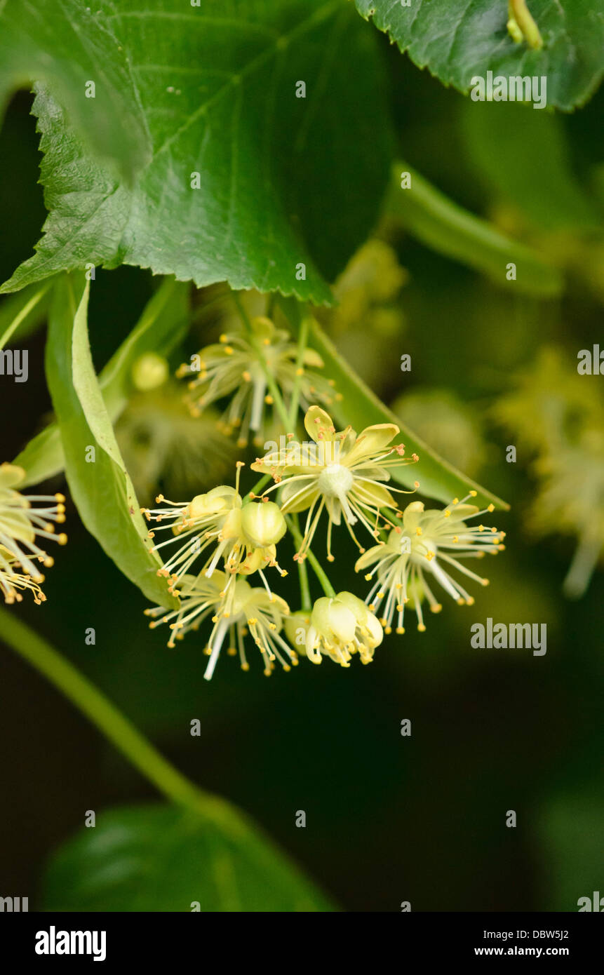 Tilia europaea Banque de photographies et d’images à haute résolution ...
