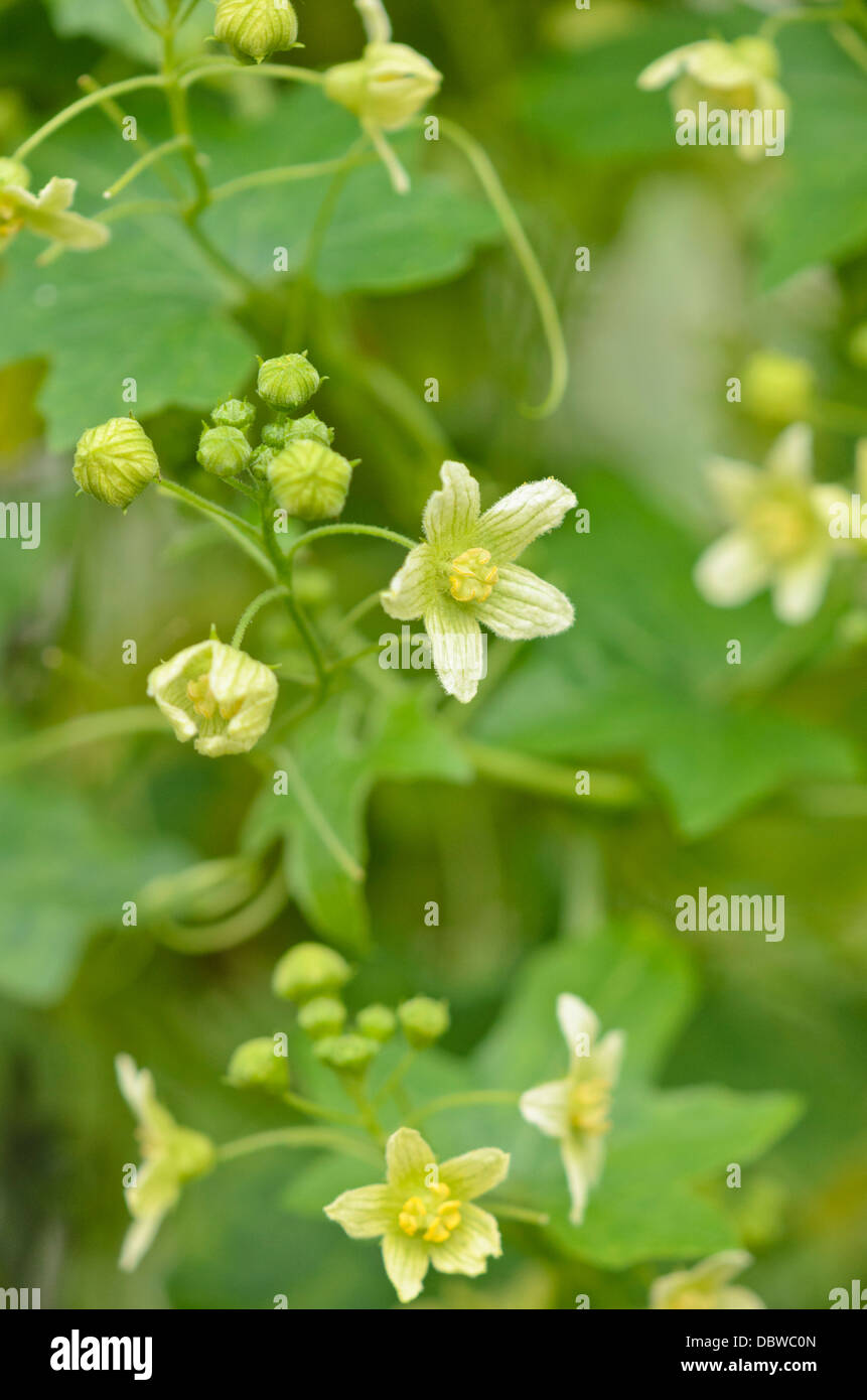 Bryonia cretica dioica Banque de photographies et d’images à haute ...