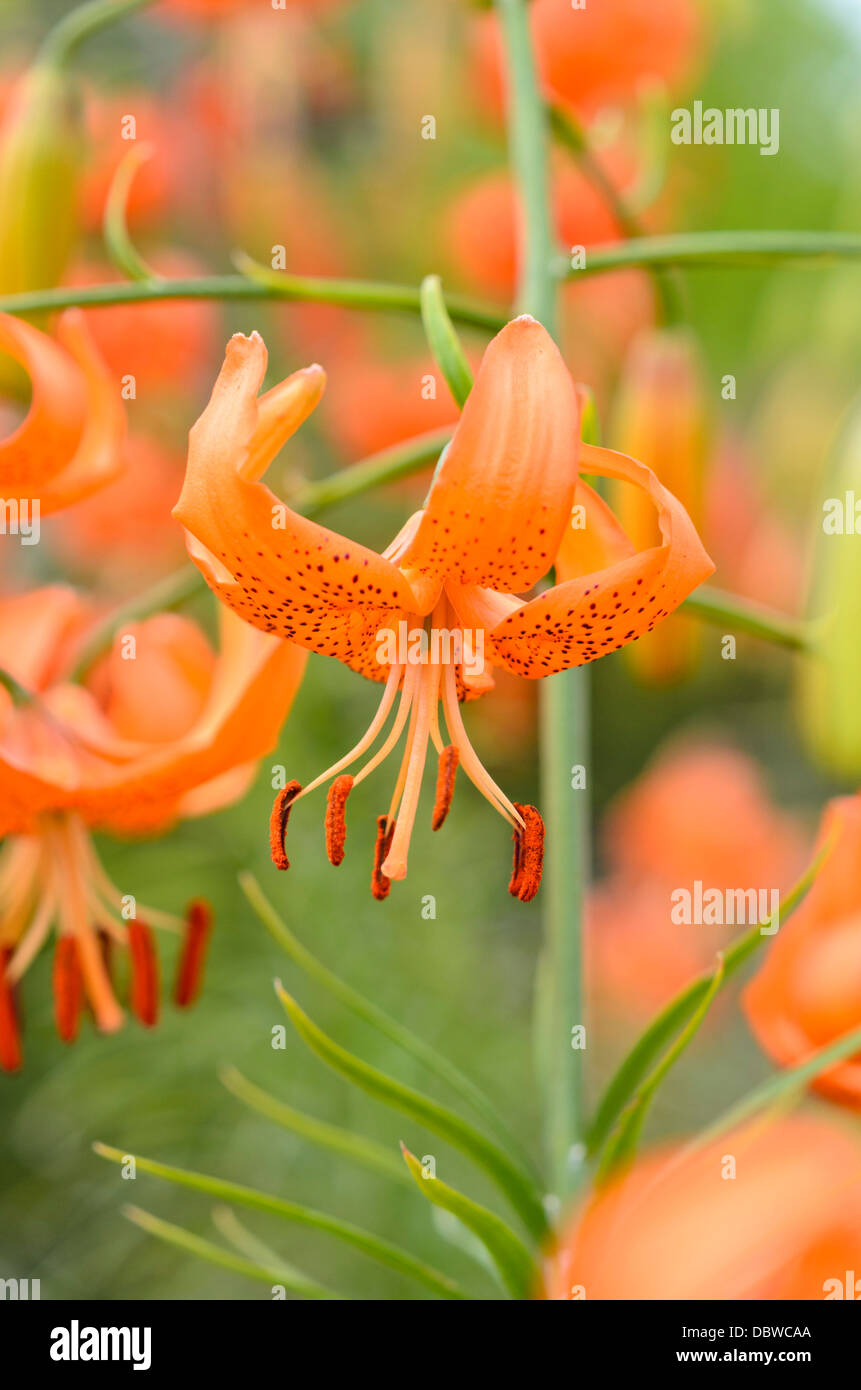 Lilium davidii willmottiae Banque de photographies et d’images à haute ...