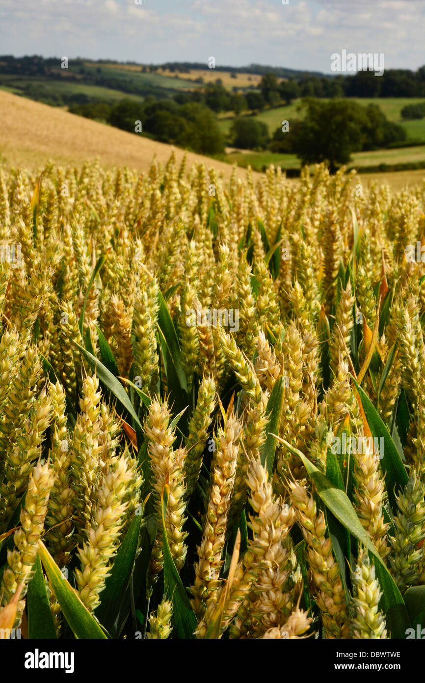 Maïs, blé (au Royaume-Uni), la maturation au soleil près de Ridlington ...