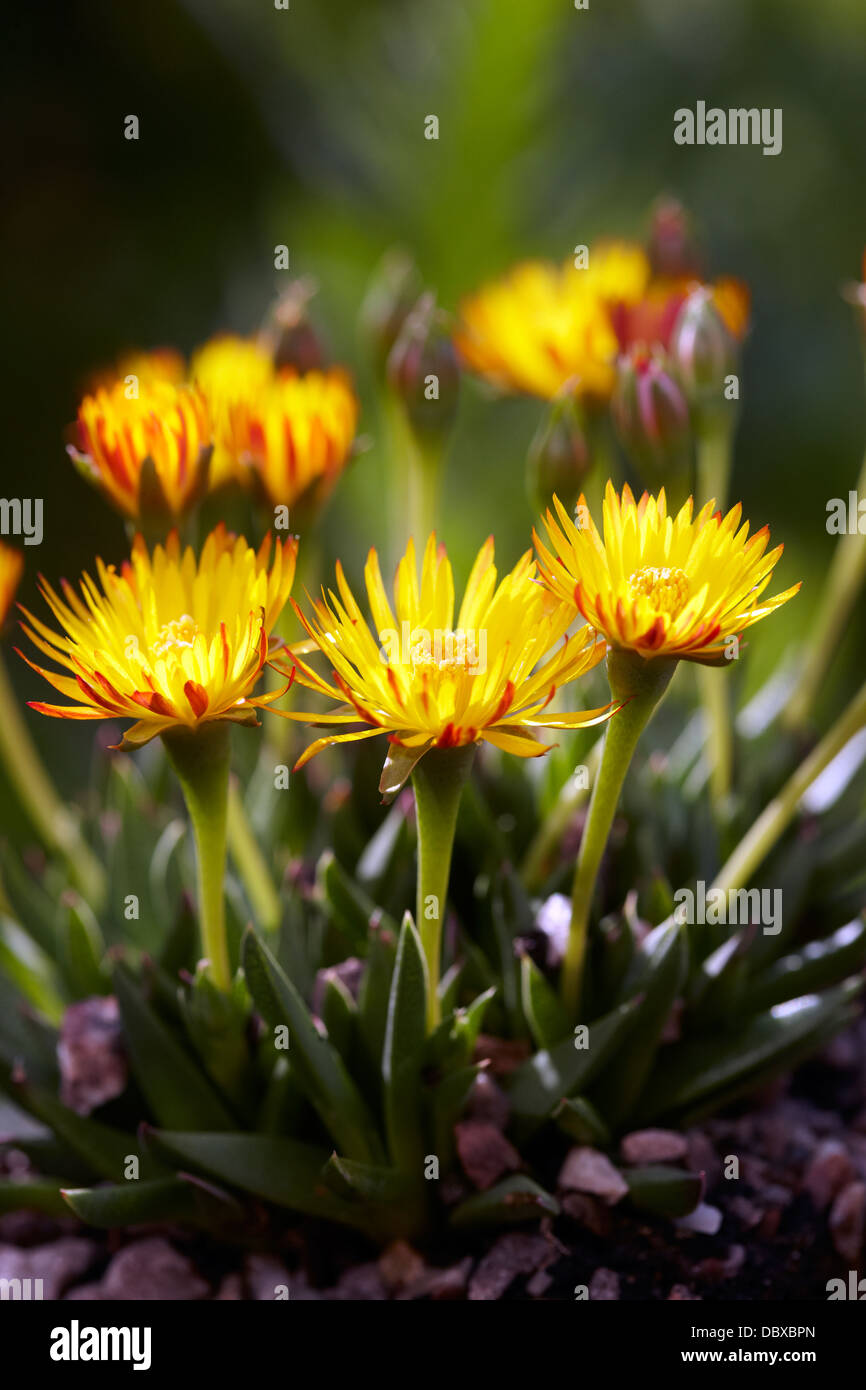Bergeranthus glenensis Banque de photographies et d’images à haute ...