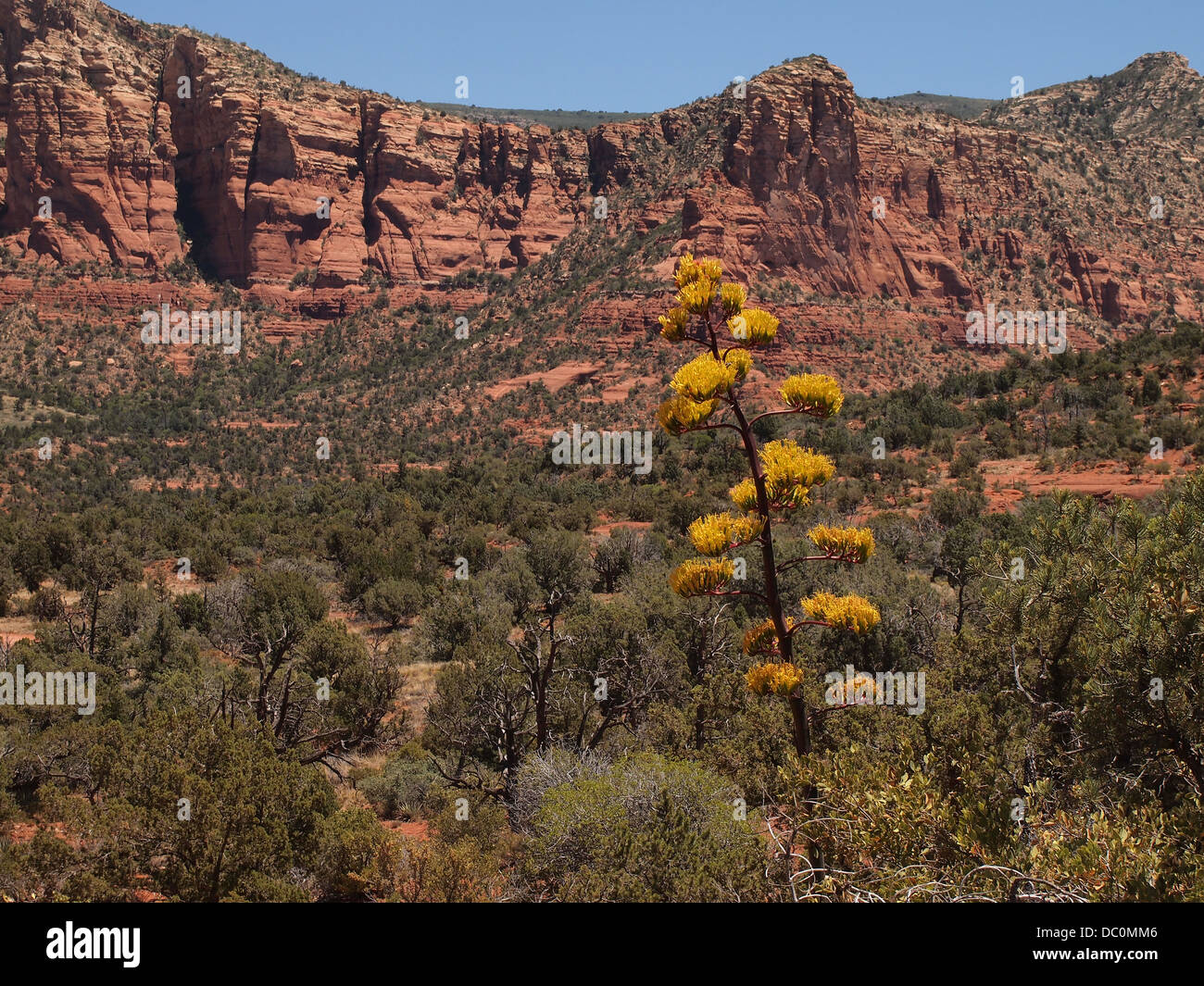 La floraison Century Plant (a/k/a Agave americana) et de beaux paysages ...