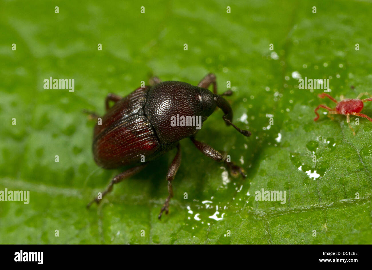 Bruche insecte Banque de photographies et d’images à haute résolution ...