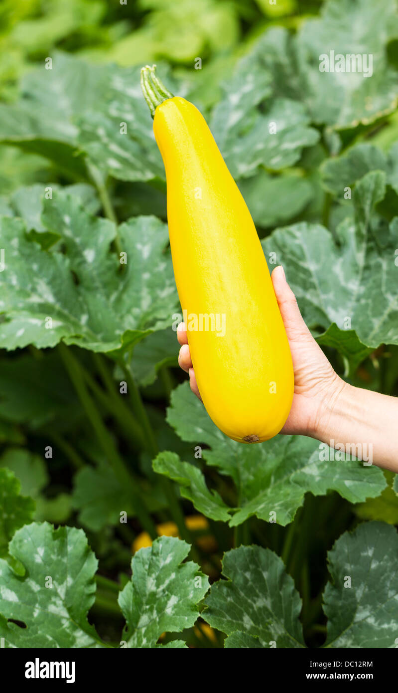 Courgette jaune Banque de photographies et d’images à haute résolution ...